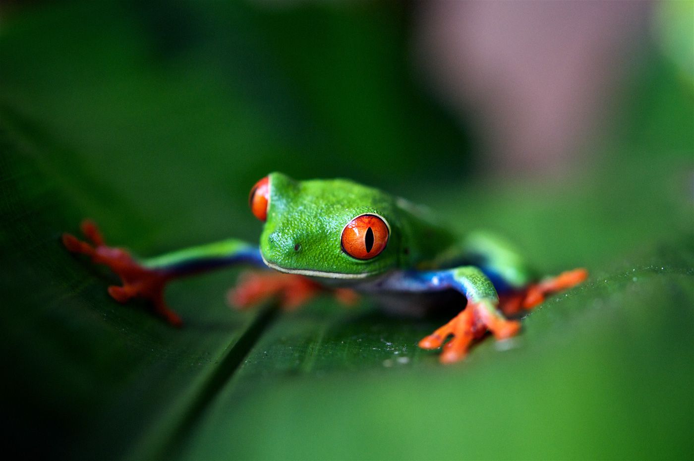 Should I Visit Costa Rica or the Dominican Republic? Which is Better ...